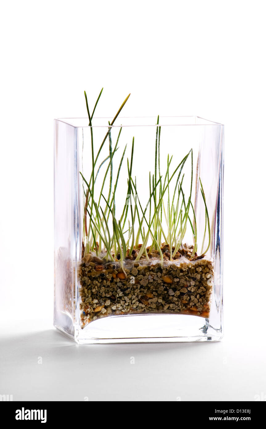 green grass with ground in glass vase on white background Stock Photo ...