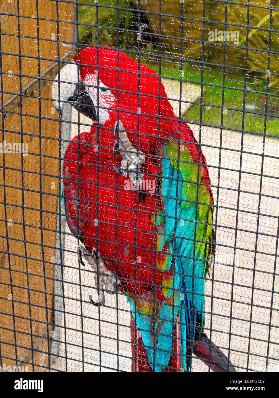 Parrot in zoo hi-res stock photography and images - Alamy