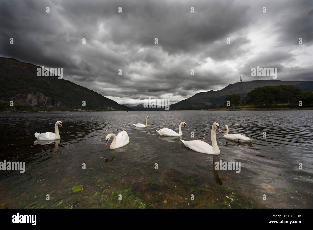 Swans Swimming In The Shallow Water Of Loch Etive Under A Stormy Sky ...