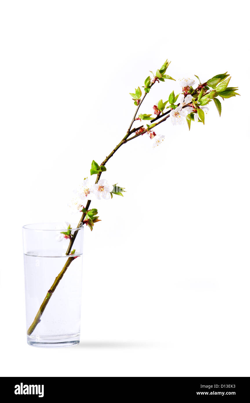 Background sakura blossom in Cut Out Stock Images & Pictures - Alamy