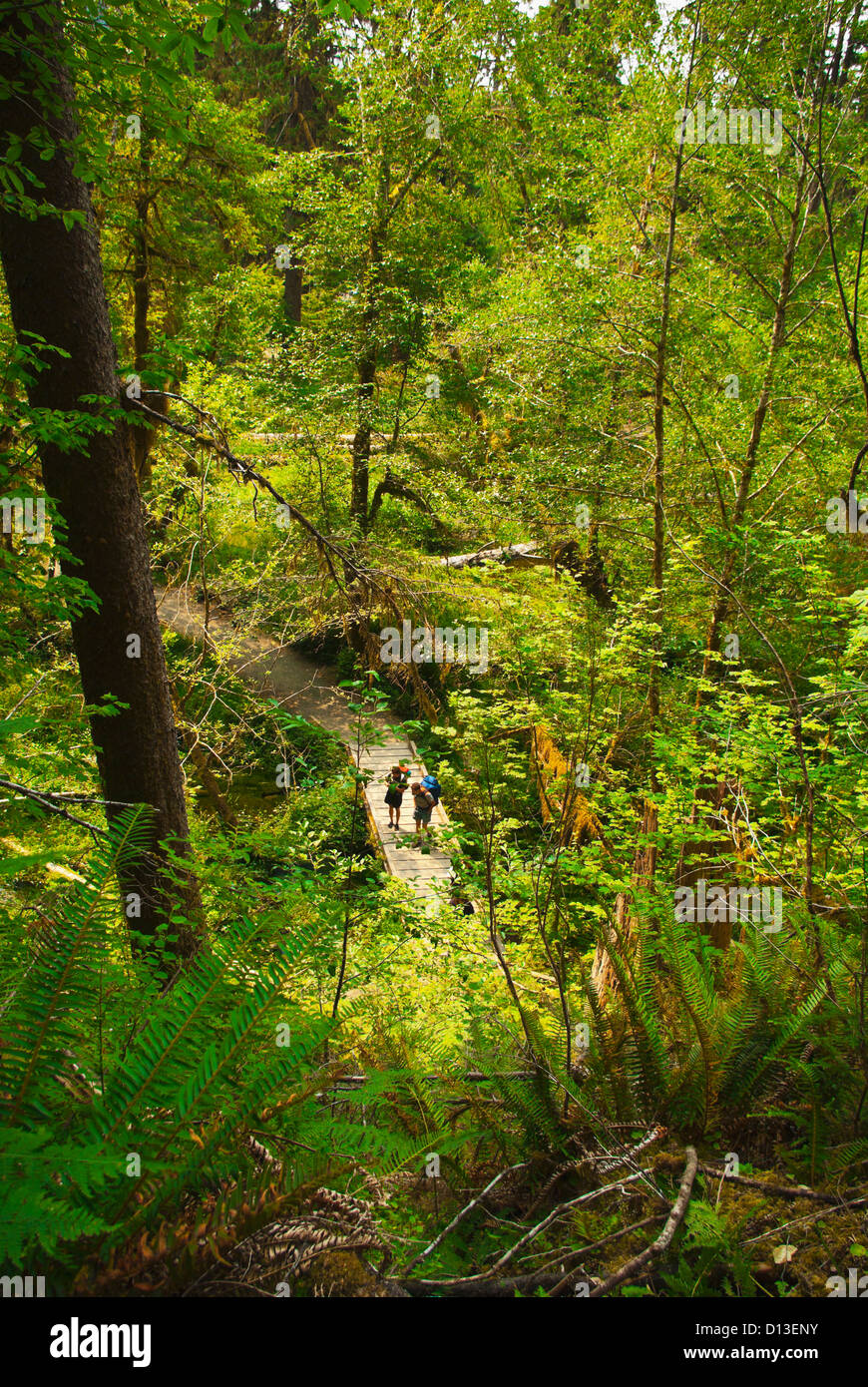 Two Hikers Crossing Wooden Bridge In Hoh Rainforest And Olympic ...