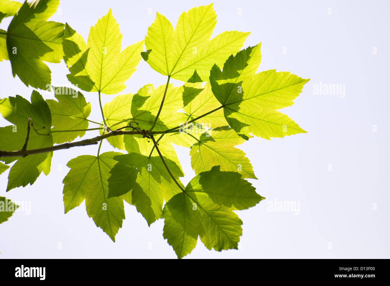 close-up maple tree green leaves season background Stock Photo - Alamy