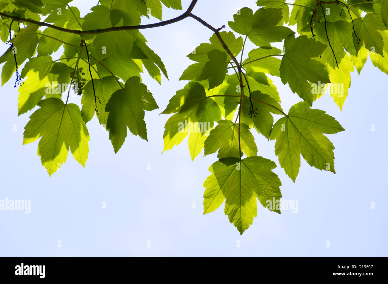 close-up maple tree green leaves season background Stock Photo - Alamy