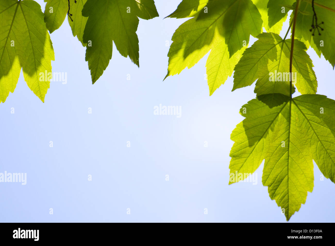 close-up maple tree green leaves season background Stock Photo - Alamy