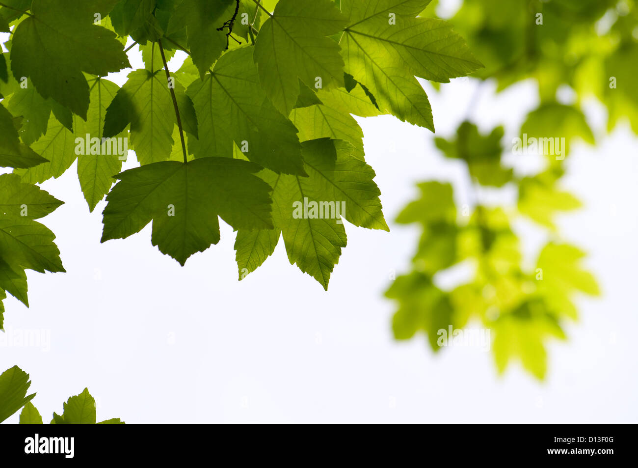 close-up maple tree green leaves seasonal background Stock Photo - Alamy