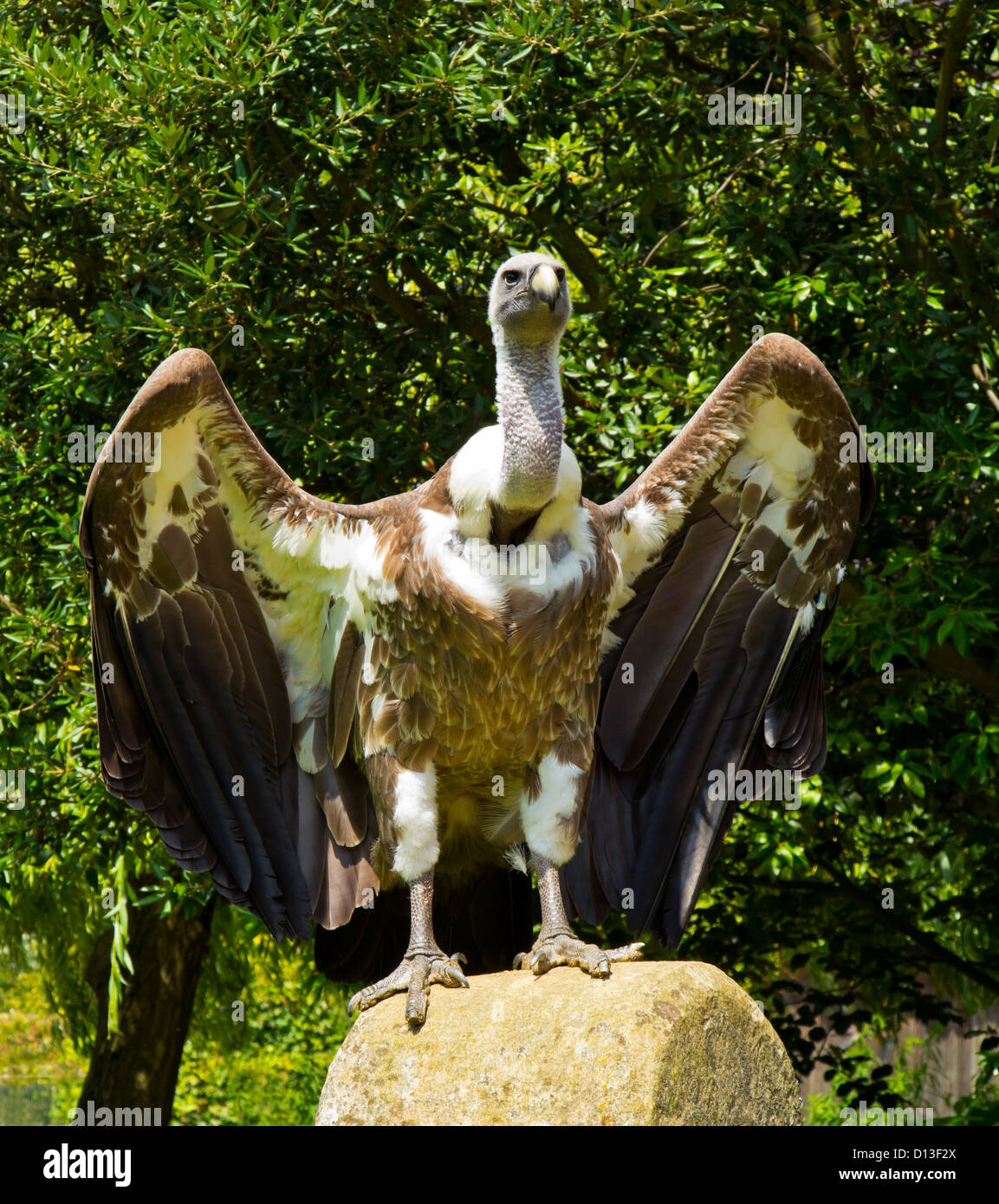 Bird wings behind hi-res stock photography and images - Alamy