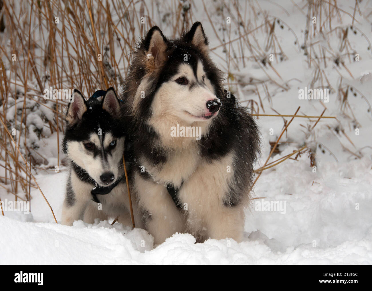 Husky dogs hi-res stock photography and images - Alamy