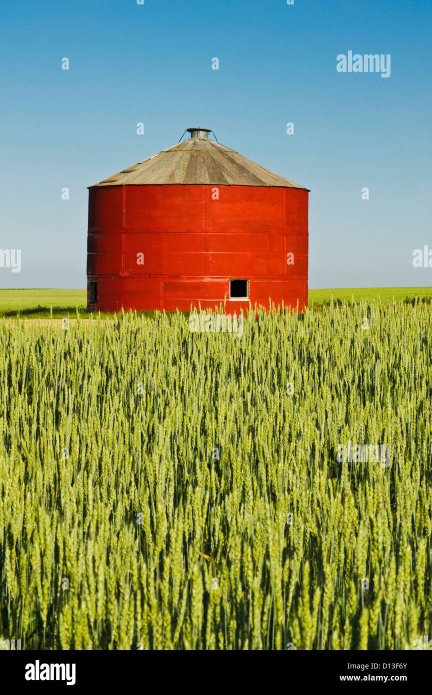 Red Grain Bin In Wheat Field; Sceptre Saskatchewan Canada Stock Photo ...