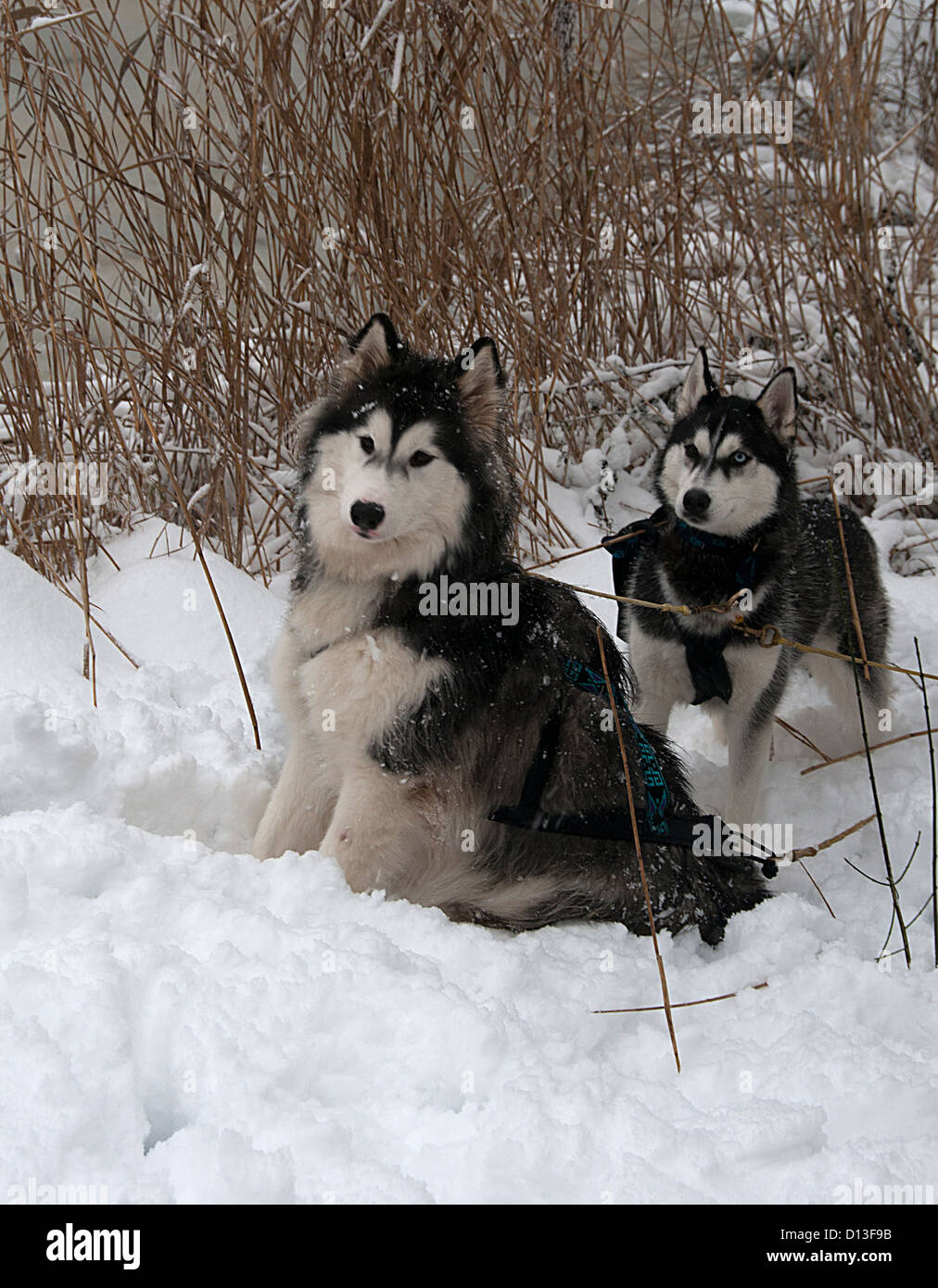 husky dogs in snow in winter Stock Photo - Alamy