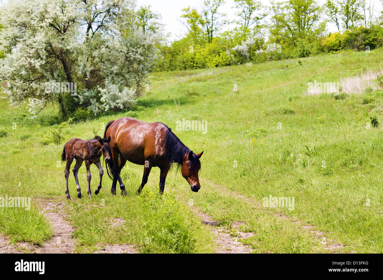 wild steppe horses mother with child on graze background Stock Photo ...