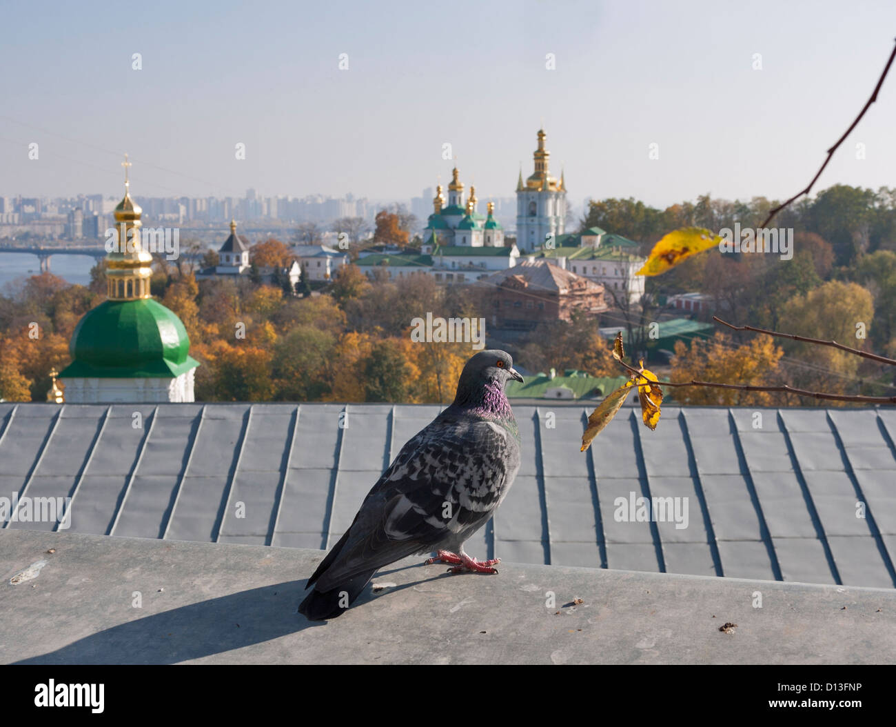 Pigeon against Kiev landscape with Vydubichi monastery and Pechersk ...