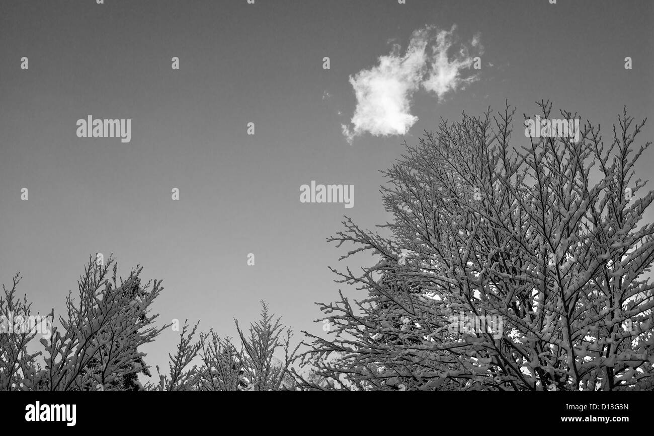 Pine trees on green Black and White Stock Photos & Images - Alamy