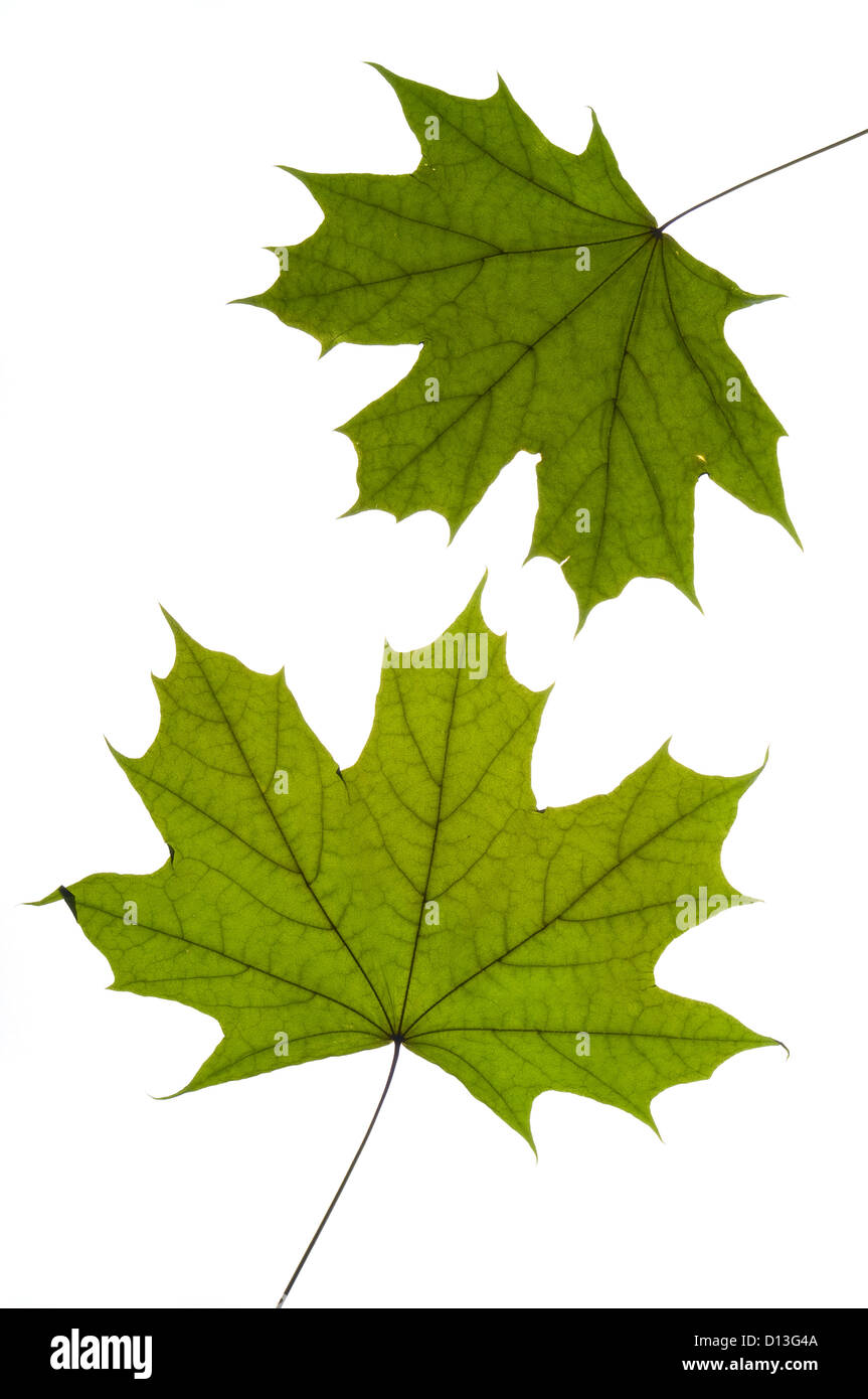 Closeup one green tree Cut Out Stock Images & Pictures - Alamy