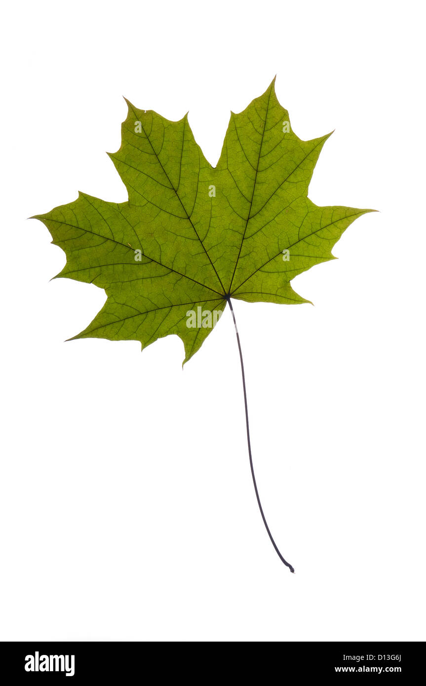 Green forest edge Cut Out Stock Images & Pictures - Alamy