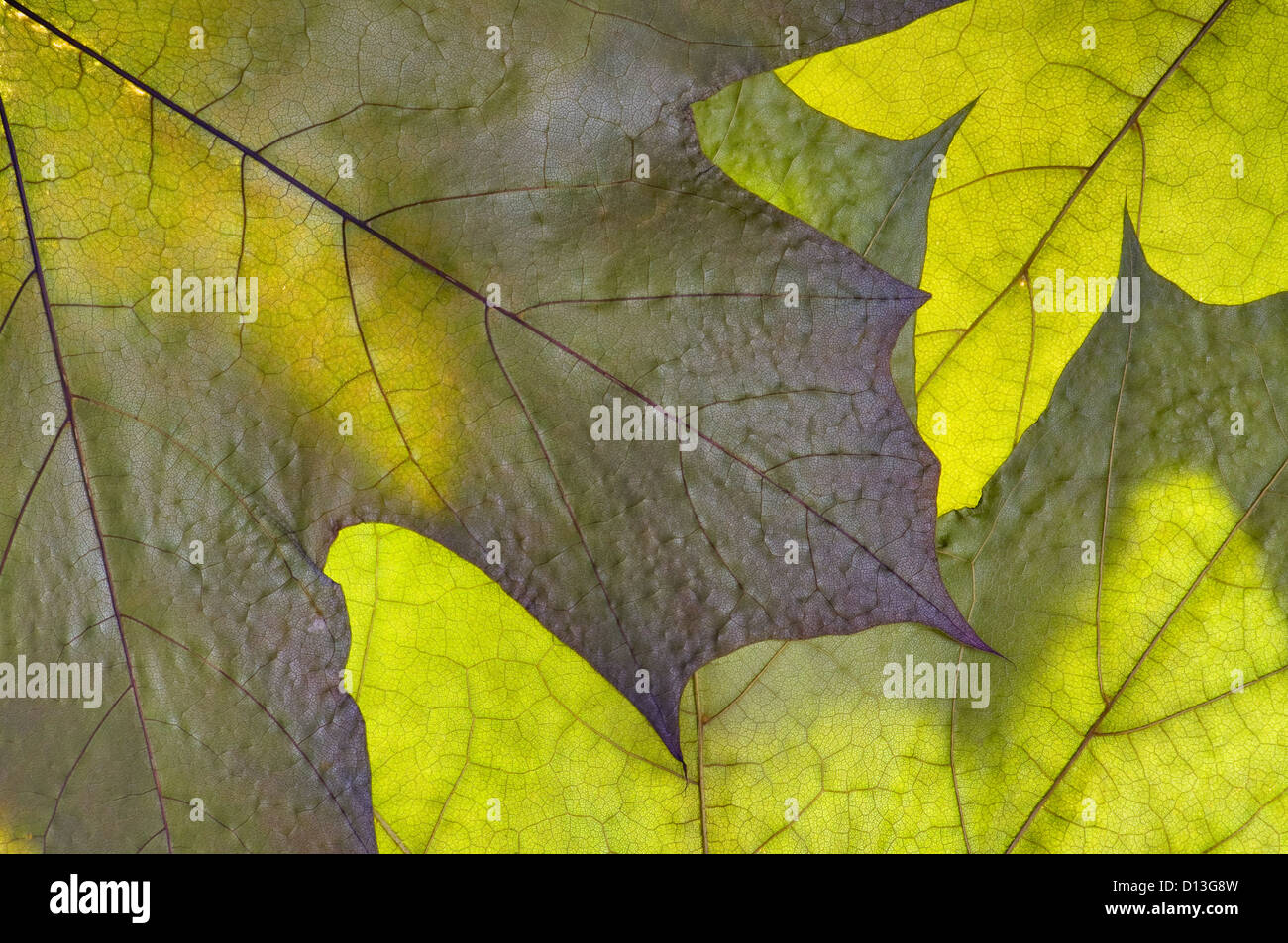 dry green maple tree leaf on white Stock Photo - Alamy