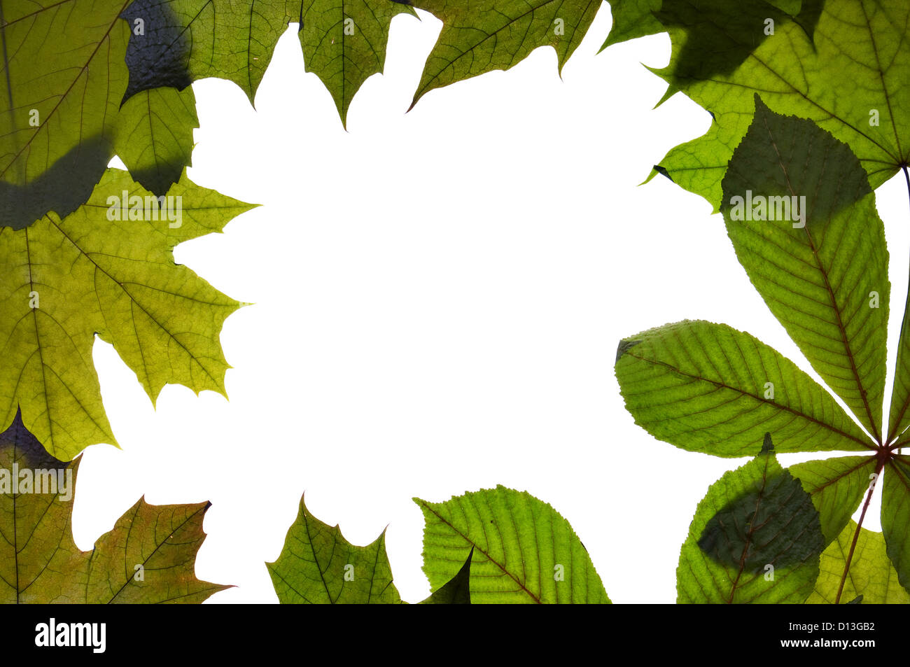 Tree leaves frame hi-res stock photography and images - Alamy