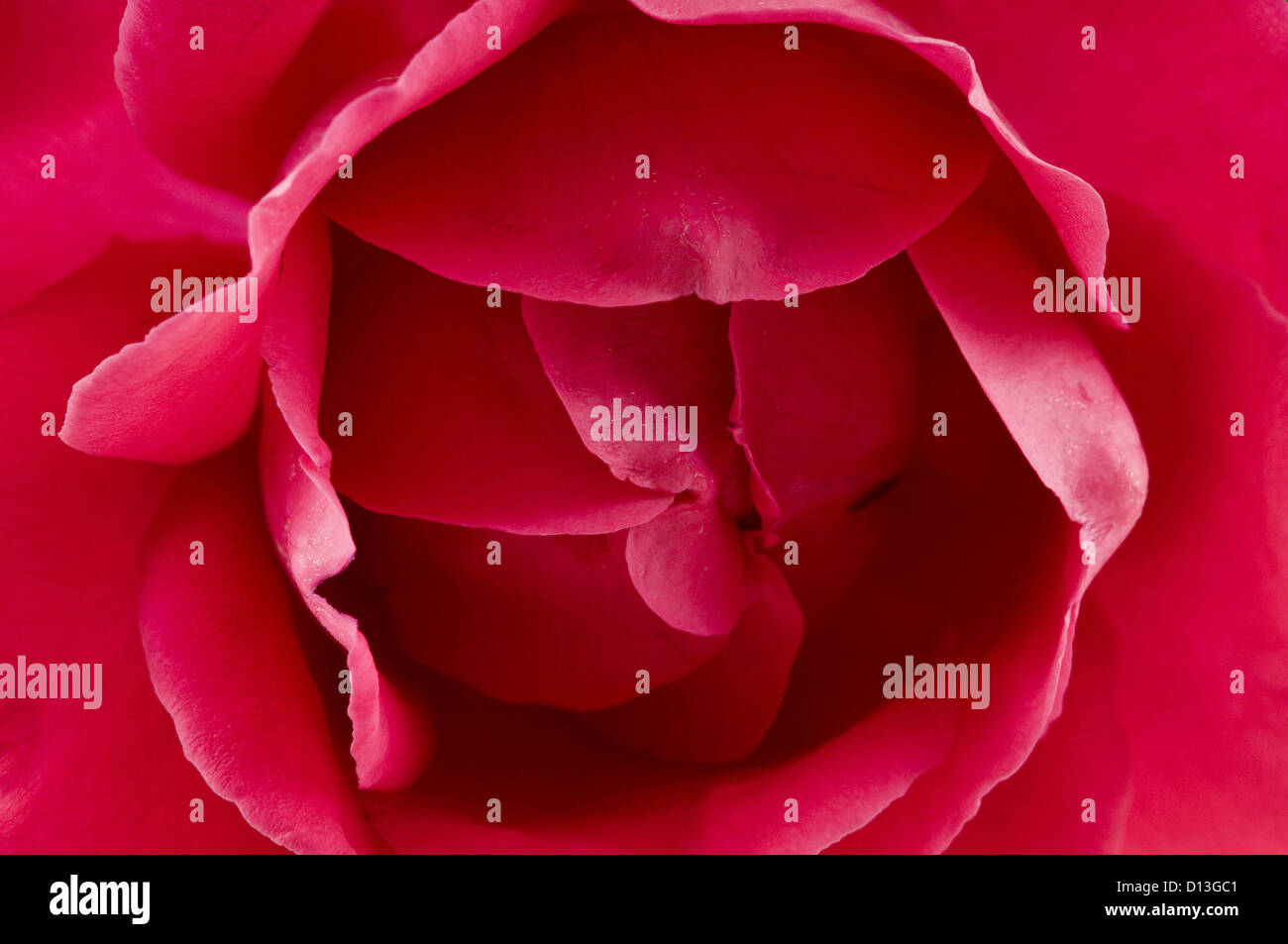 Bouton close-up of red rose background Stock Photo - Alamy