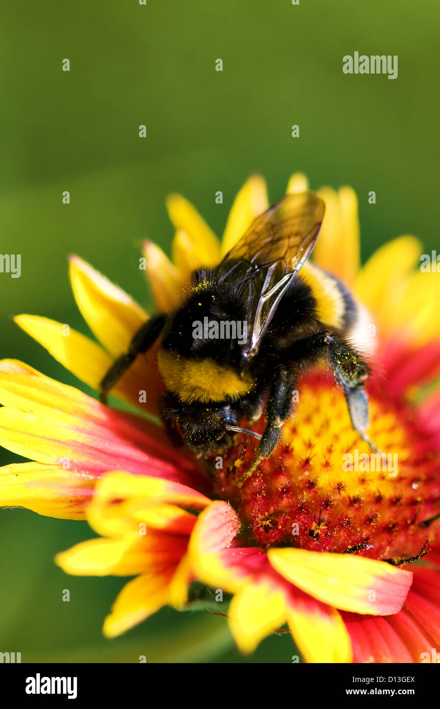 big bumblebee on red yellow flower macro background Stock Photo - Alamy