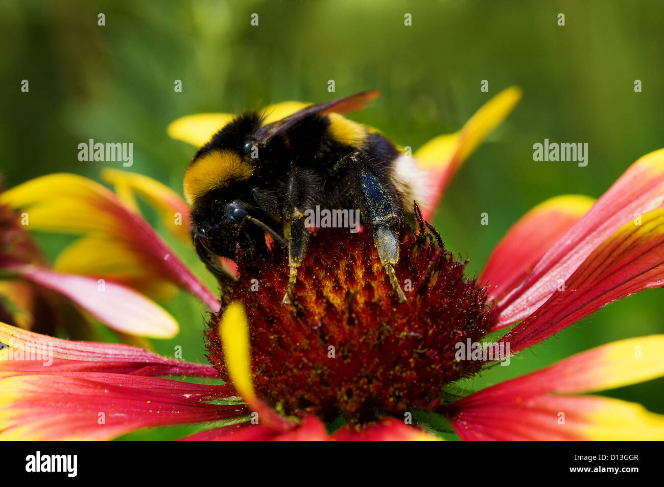 big bumblebee on red yellow flower macro background Stock Photo - Alamy