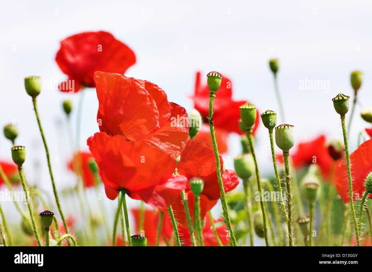 red poppy field close-up background Stock Photo - Alamy