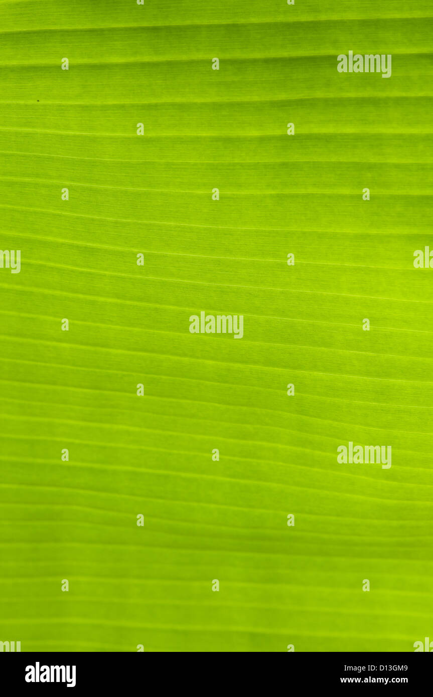Banana tree texture hi-res stock photography and images - Alamy