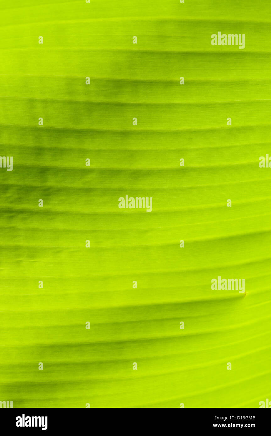 Banana tree texture hi-res stock photography and images - Alamy
