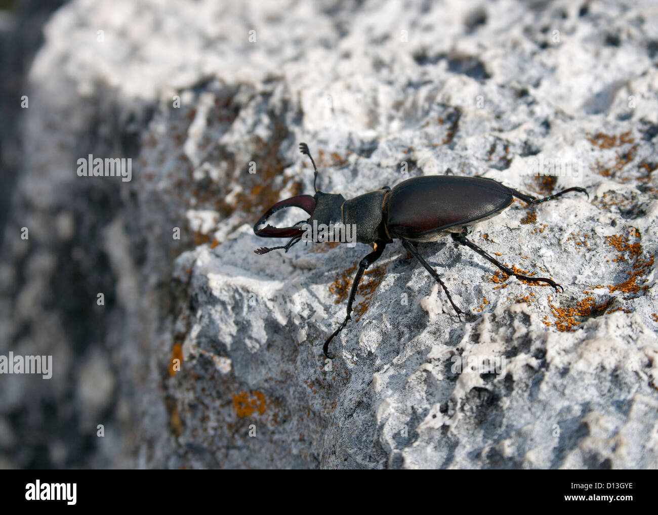 Side view of male european stag beetle on stone background Stock Photo ...