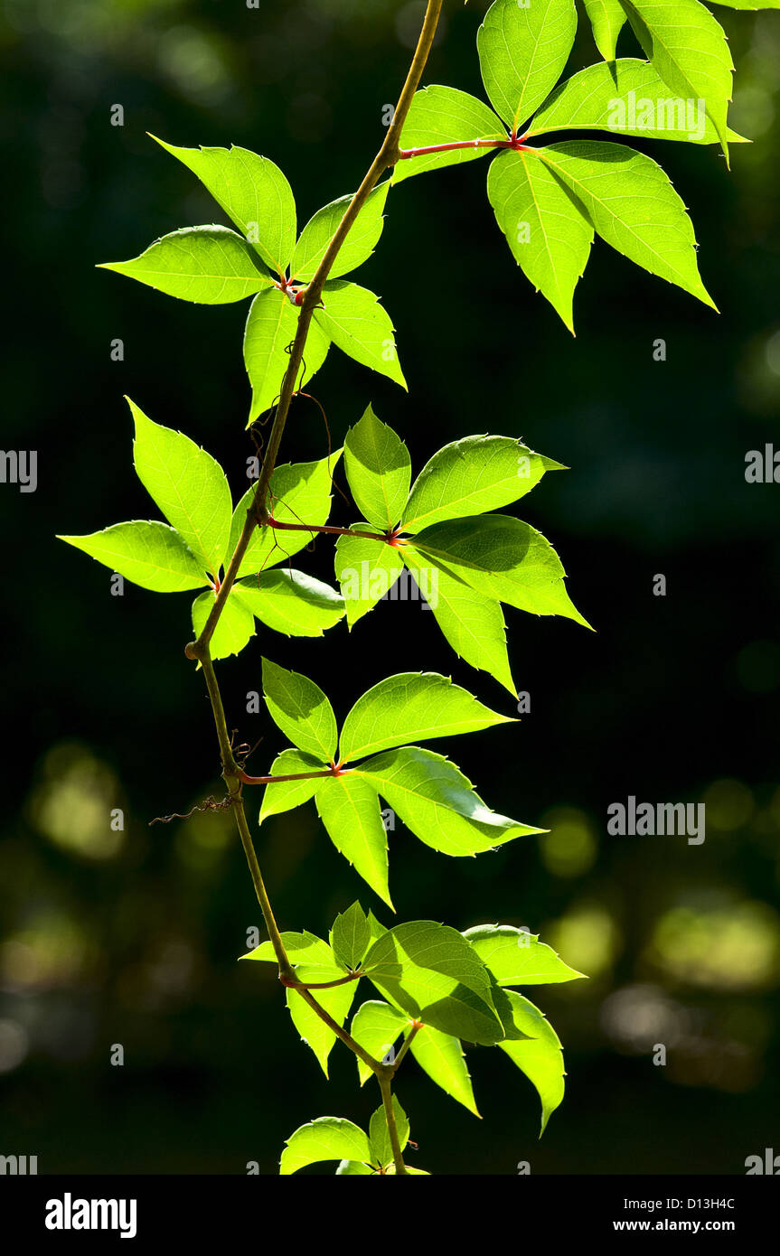 Grape ivy hi-res stock photography and images - Alamy