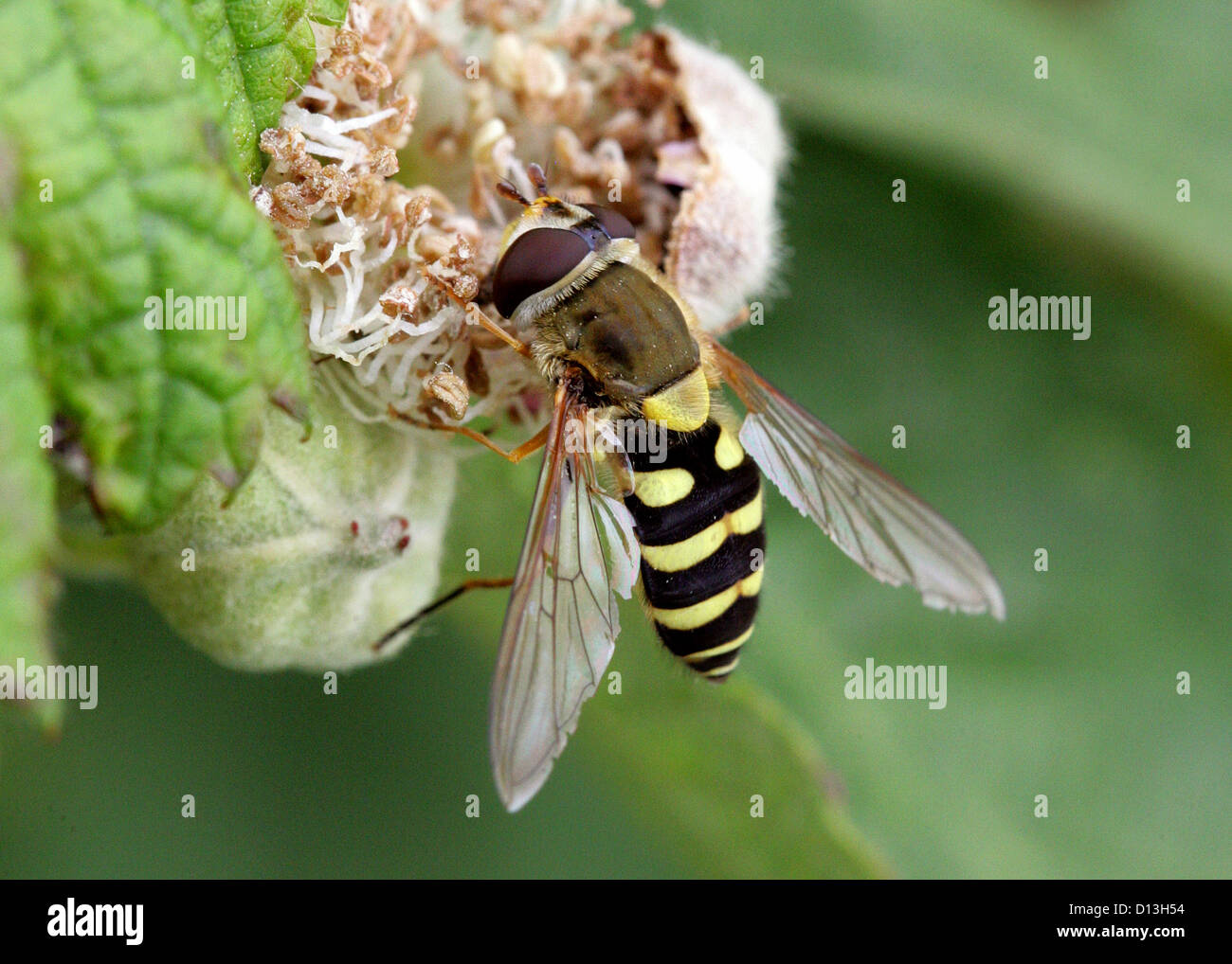 Syrphidae insect hi-res stock photography and images - Alamy
