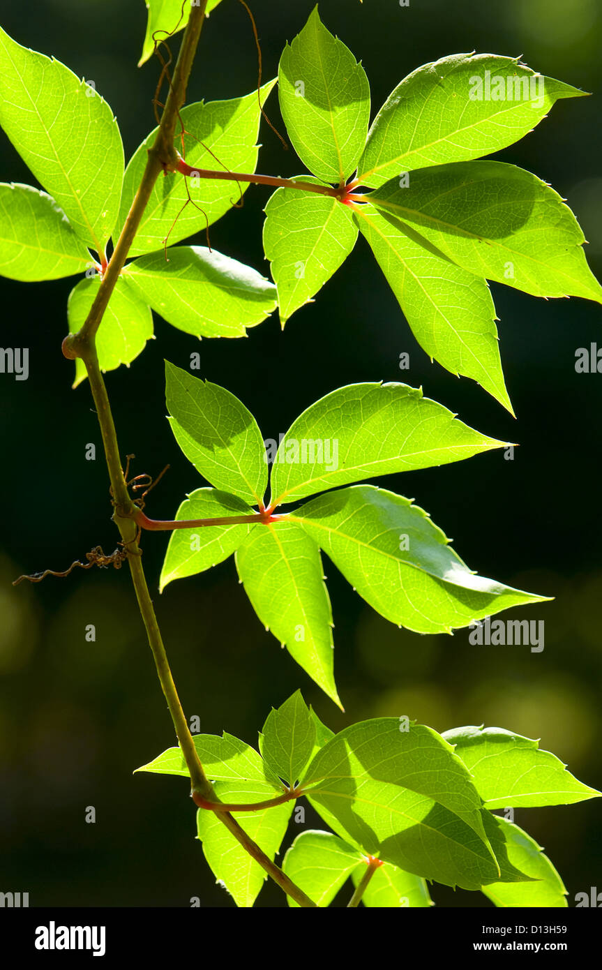 Grape ivy hi-res stock photography and images - Alamy