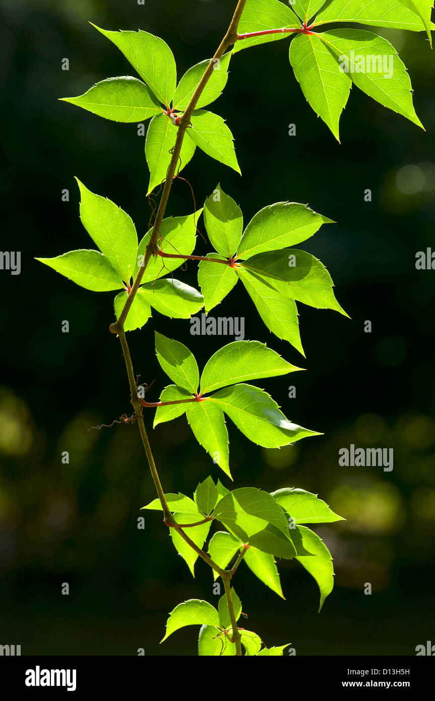 Grape ivy hi-res stock photography and images - Alamy