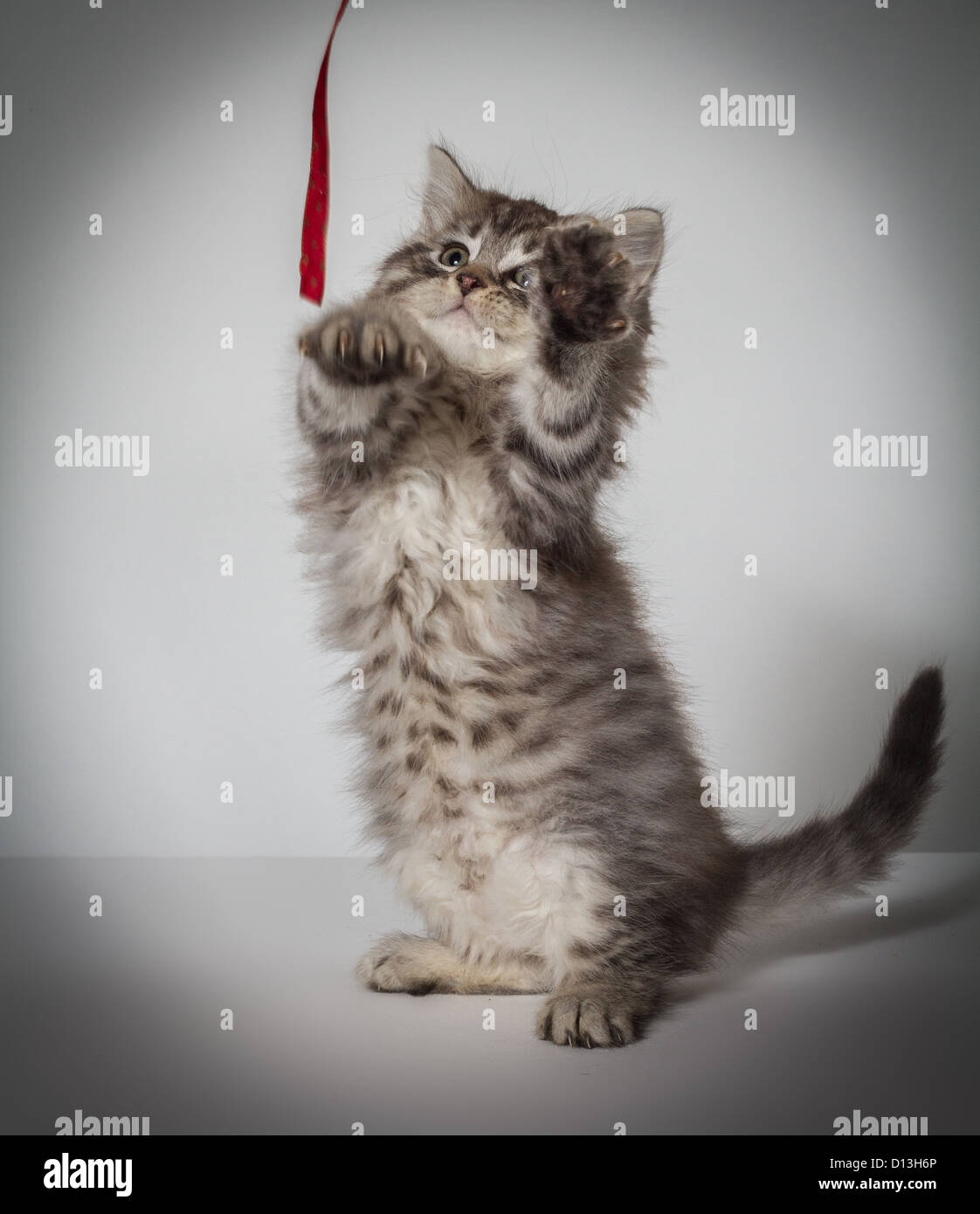 Funny boxing hi-res stock photography and images - Alamy