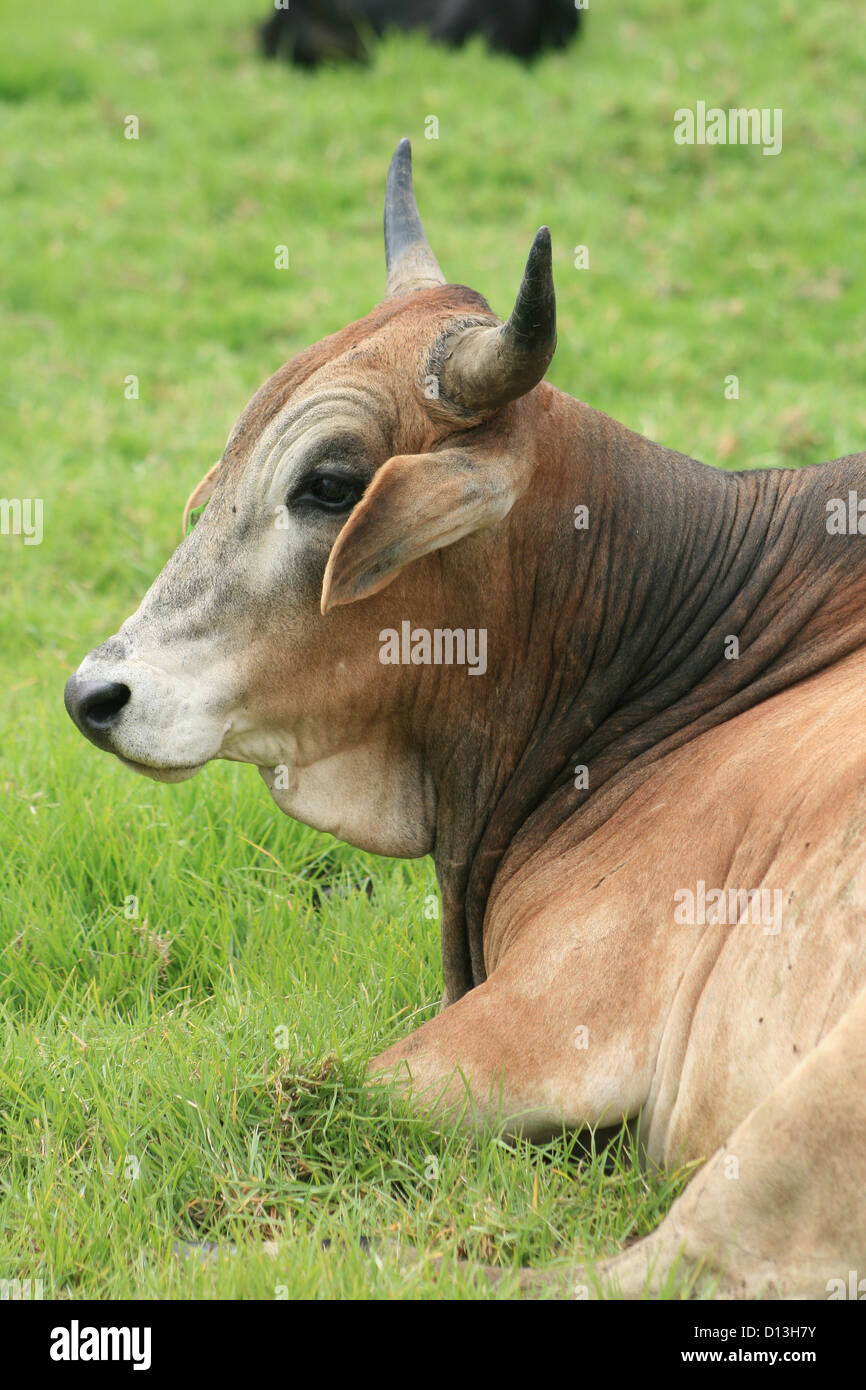 The head of a large brown bull laying on the grass in a farmers pasture ...