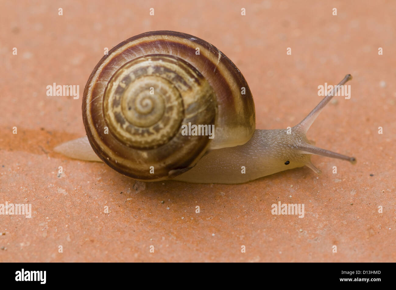 snail on ceramic floor Stock Photo - Alamy