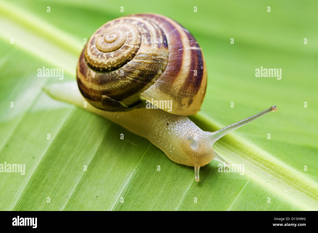 snail on banana palm green leaf Stock Photo - Alamy
