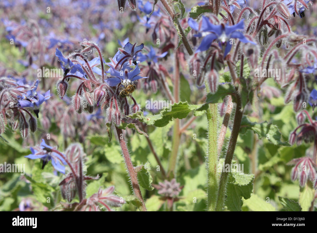 Bee on Borage plant in a field of Borage Stock Photo - Alamy