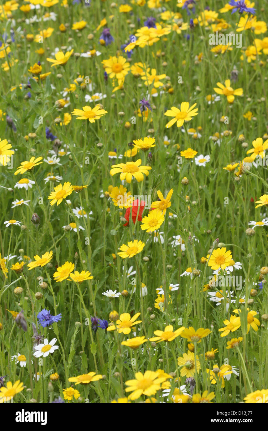 Wild Meadow Flowers Stock Photo - Alamy