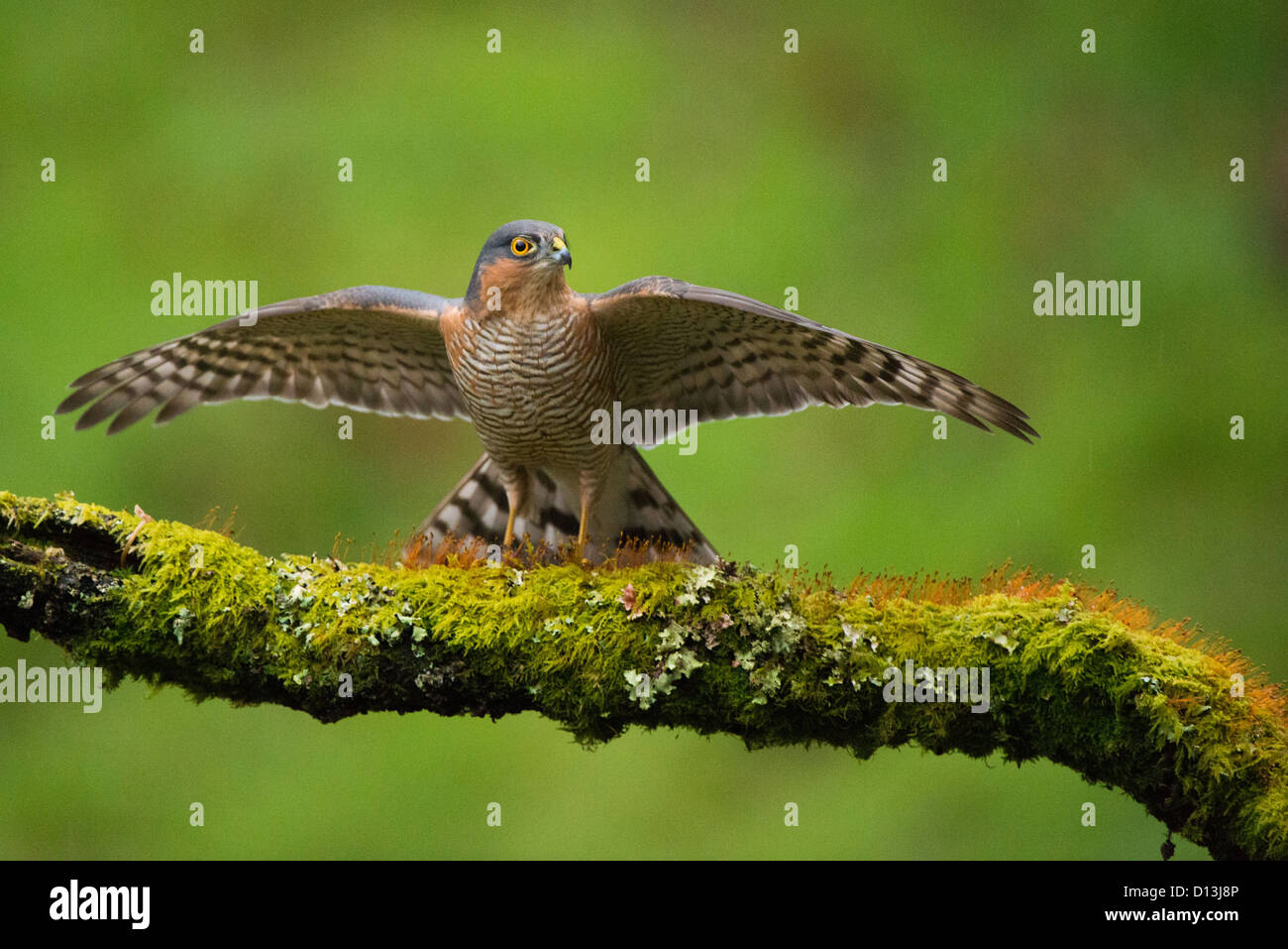 Sparrowhawk uk hi-res stock photography and images - Alamy