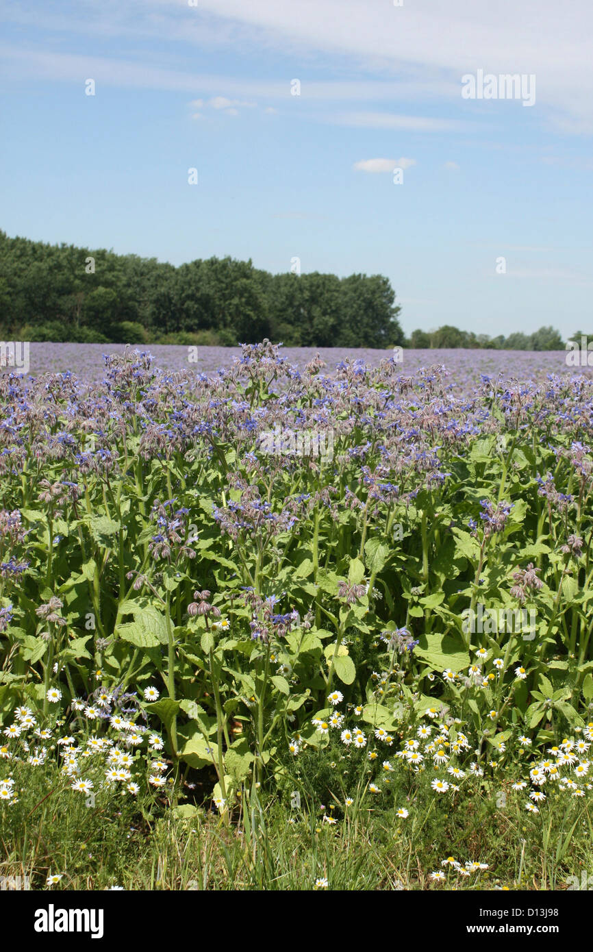 Borage Field Stock Photos & Borage Field Stock Images - Alamy