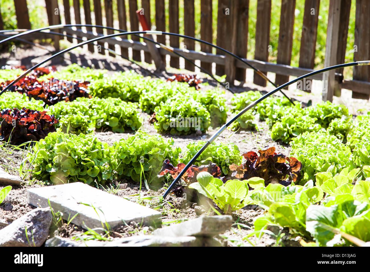 A small vegetable garden with salad during summer season, vivid colors ...