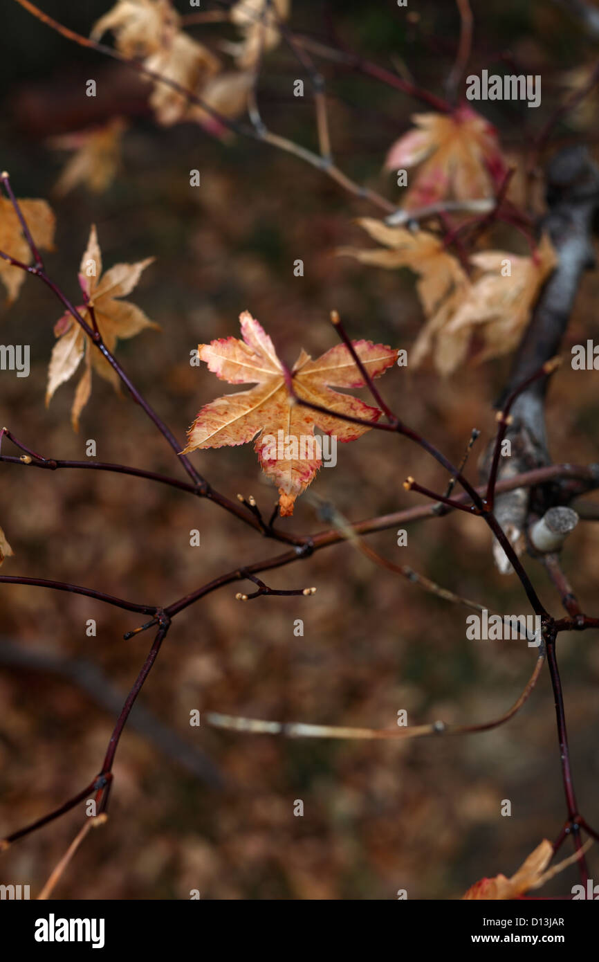 Changing color on Japanese maple tree leaves Stock Photo - Alamy