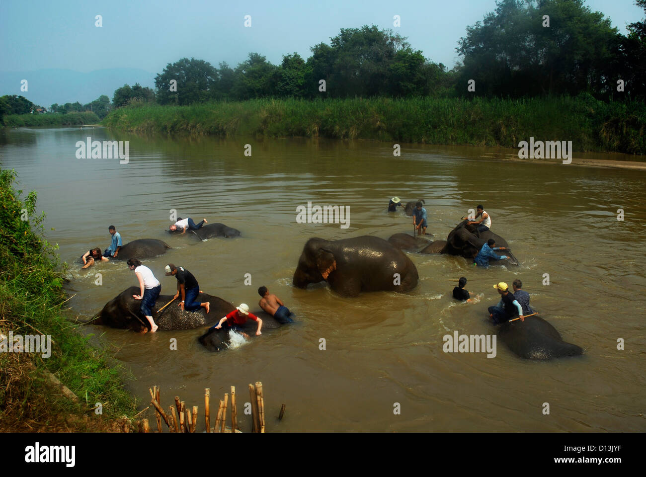 Excursion, elephants, swimming, river, Ruak. Hotel, Anantara, Golden ...