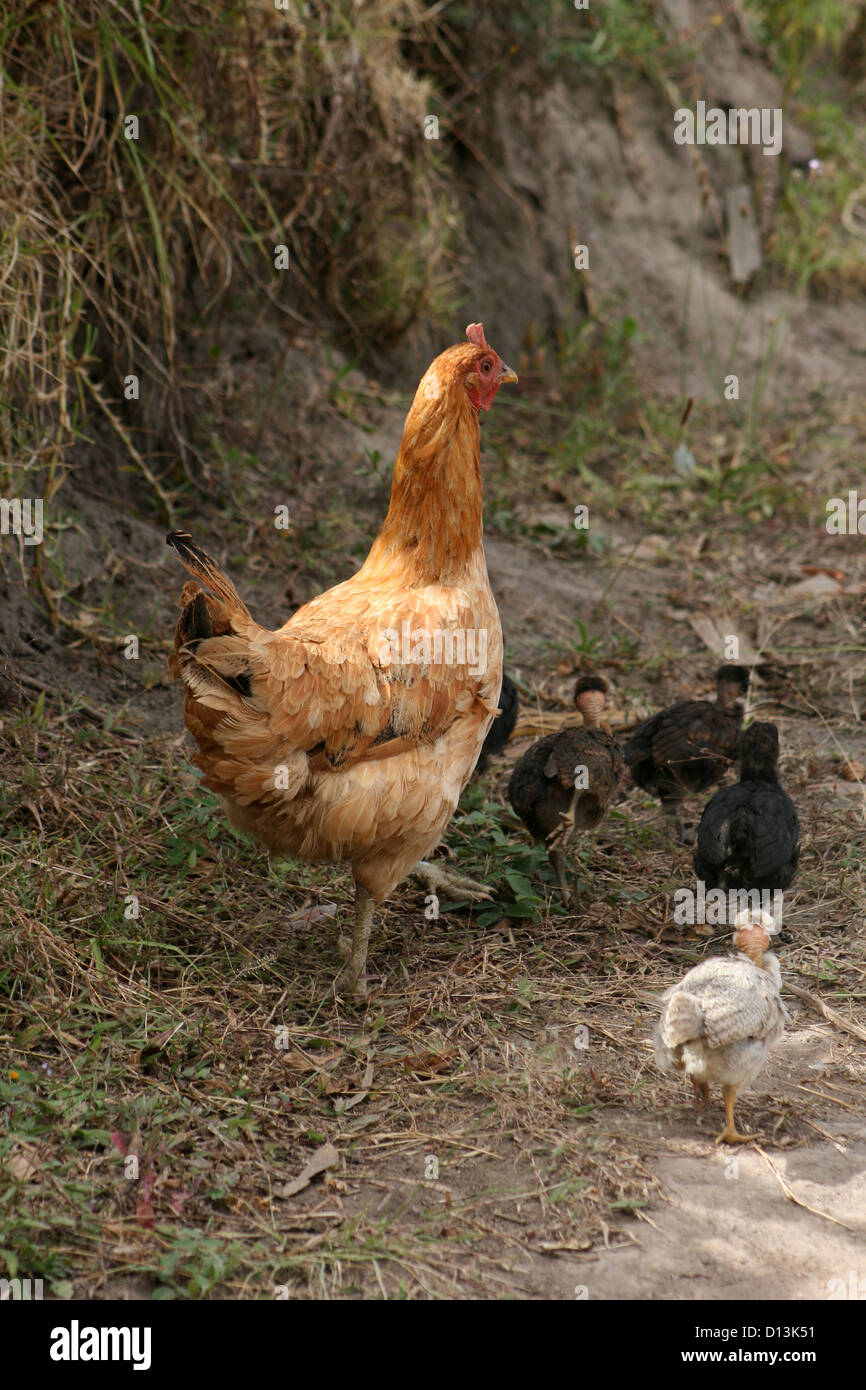 A free range Chicken with white and black chicks in a farmers pasture ...