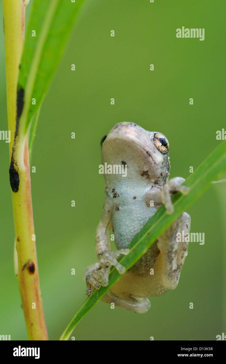 Young Gray Tree Frog; Les Cedres Quebec Canada Stock Photo - Alamy