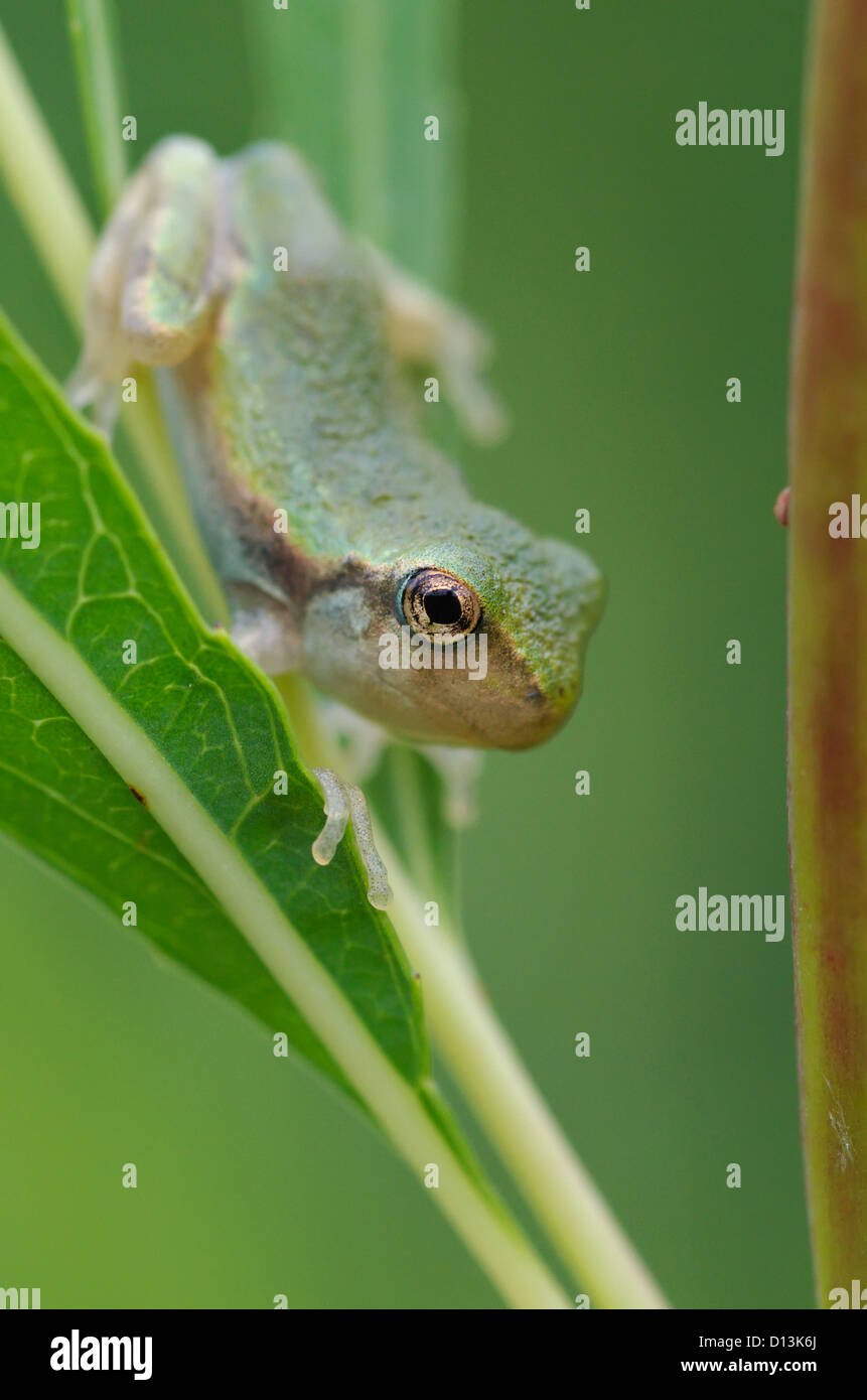 Young Gray Tree Frog; Les Cedres Quebec Canada Stock Photo - Alamy