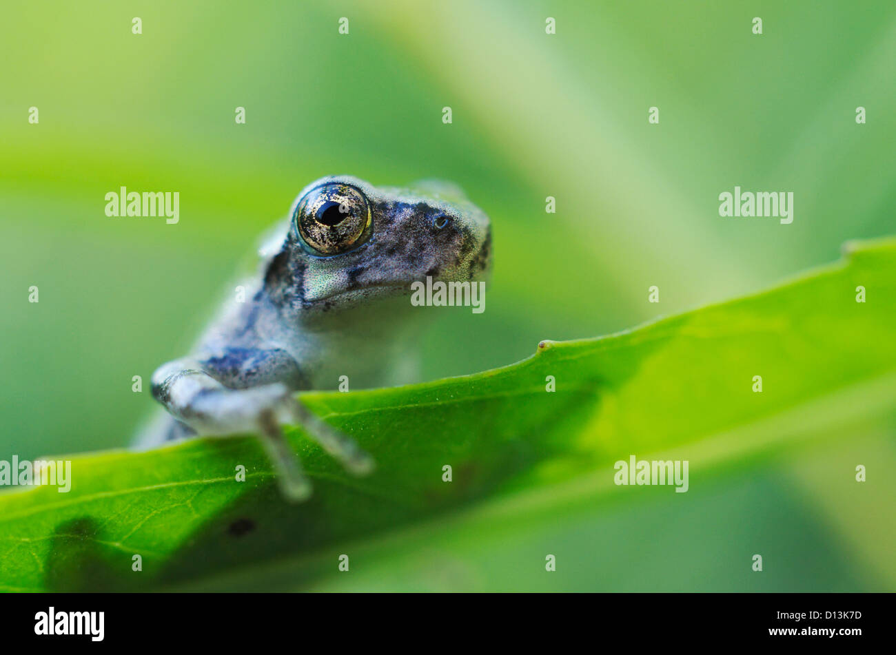 Young Gray Tree Frog; Les Cedres Quebec Canada Stock Photo - Alamy