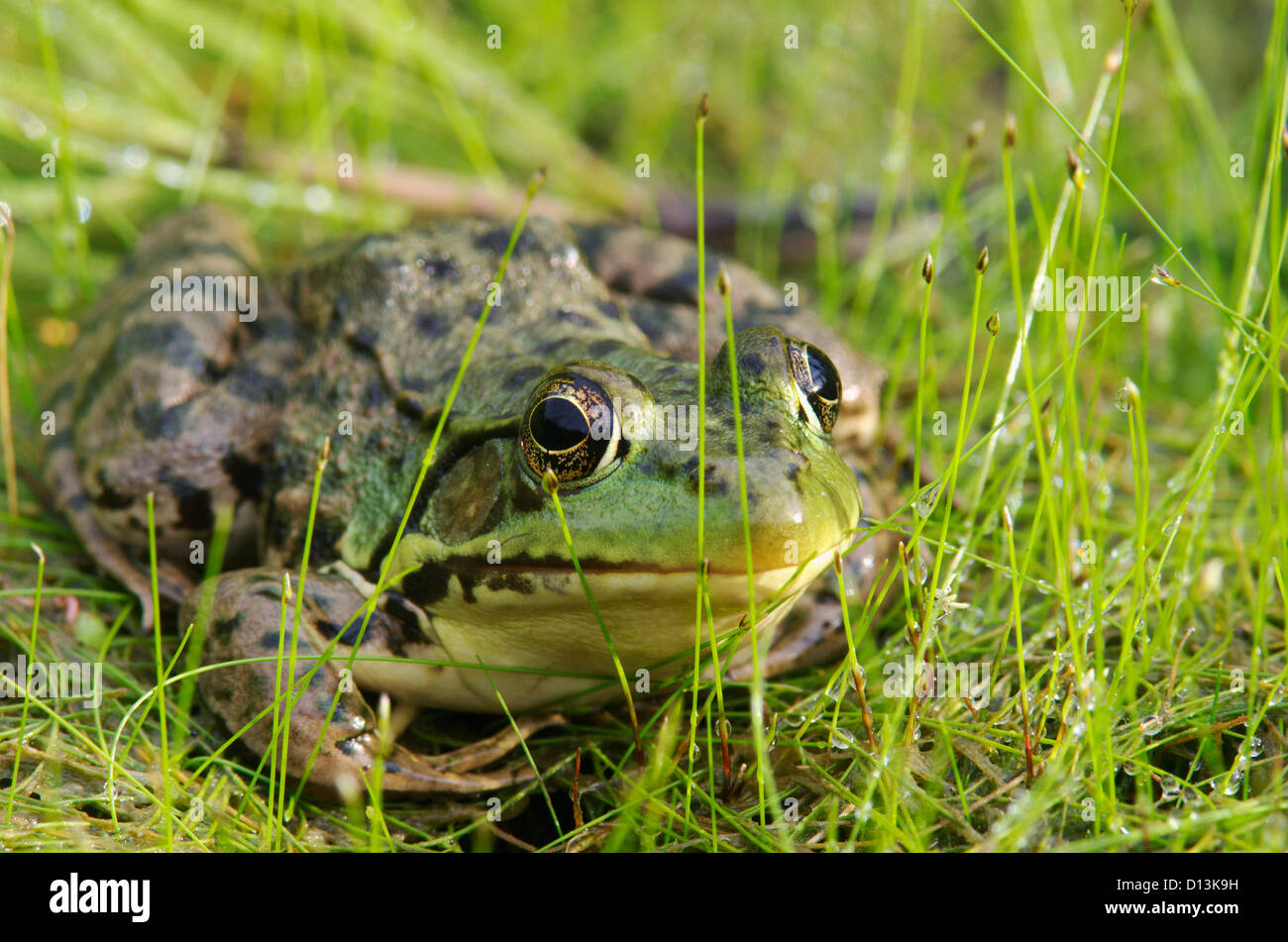 Frog facing camera hi-res stock photography and images - Alamy