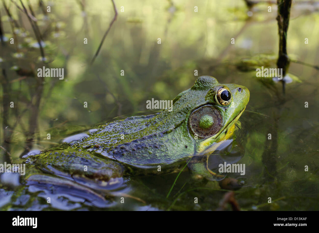Green Frog Partly Submerged In Water; Vaudreuil Quebec Canada Stock ...