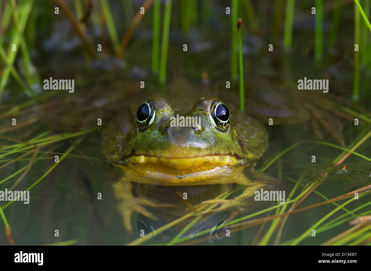 Green Frog Partly Submerged In Water; Vaudreuil Quebec Canada Stock ...
