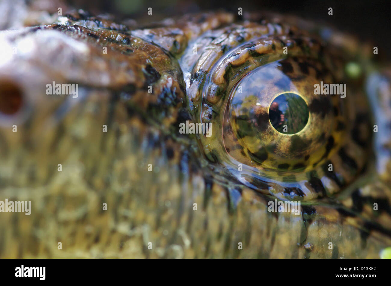 Snapping turtle eye close up hi-res stock photography and images - Alamy